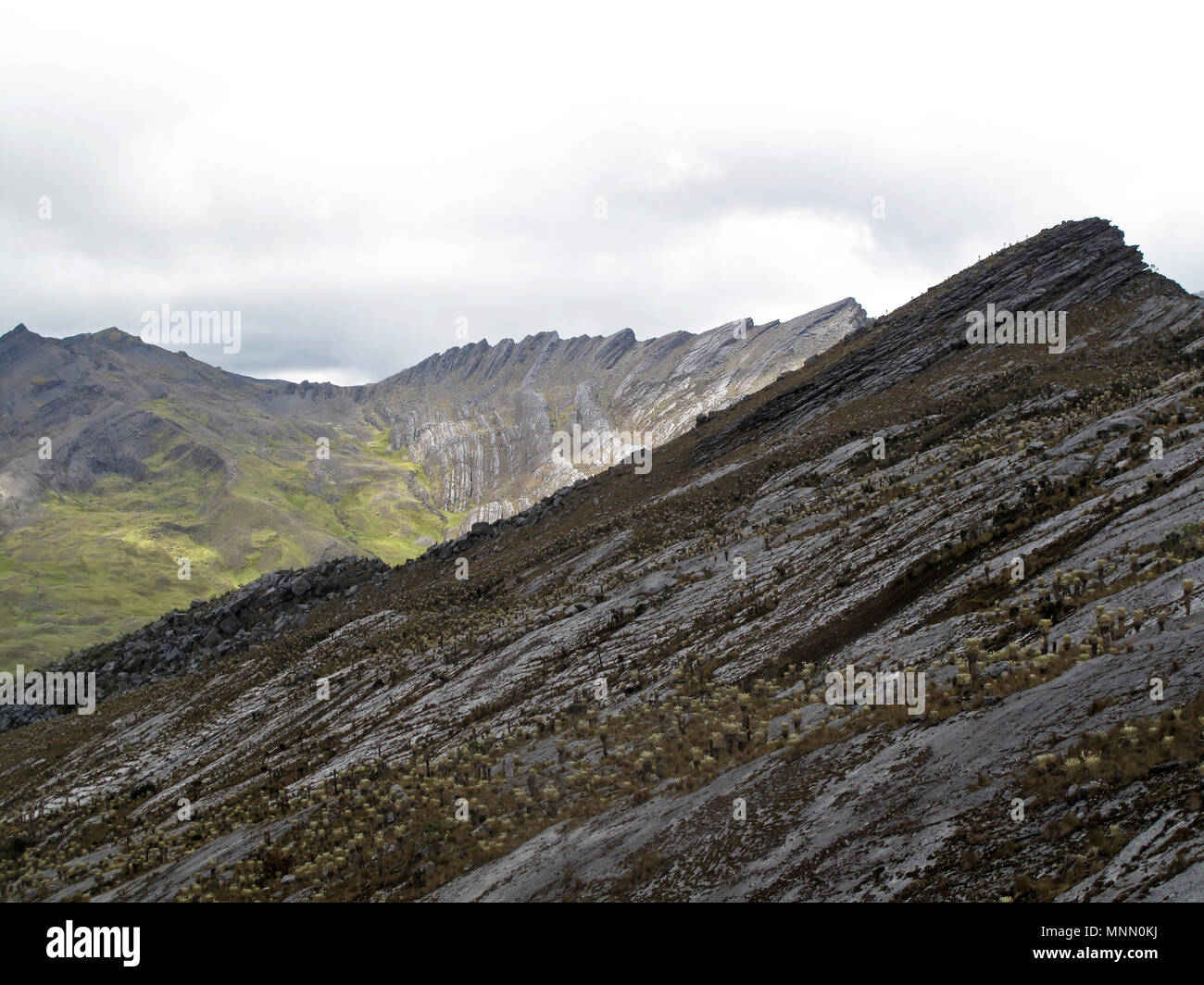 Beautiful Frailejones plants, Espeletia, in paramo highland of Cocuy ...