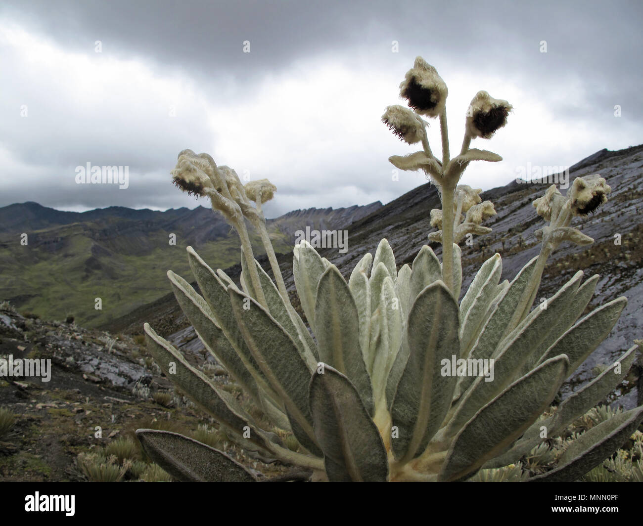 Beautiful Frailejones plants, Espeletia, in paramo highland of Cocuy ...