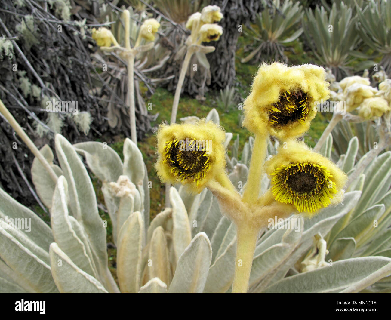 Beautiful Frailejones plants, Espeletia, in paramo highland of Cocuy ...