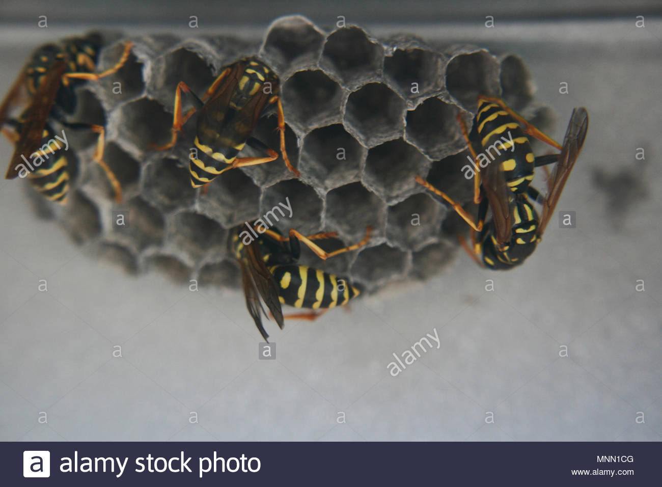 Umbrella Wasps High Resolution Stock Photography and Images - Alamy