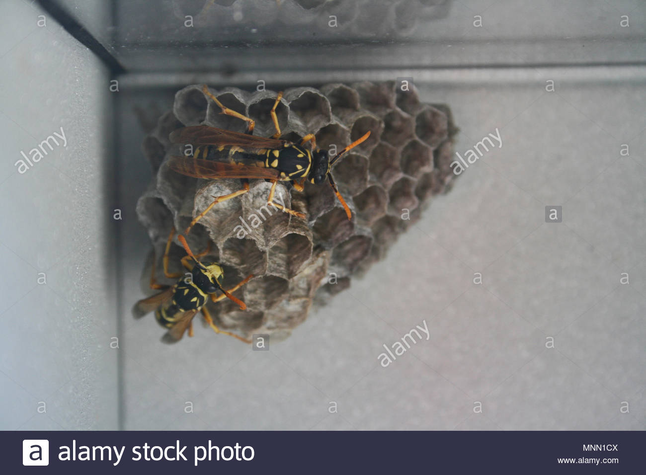 Umbrella Wasps High Resolution Stock Photography and Images - Alamy