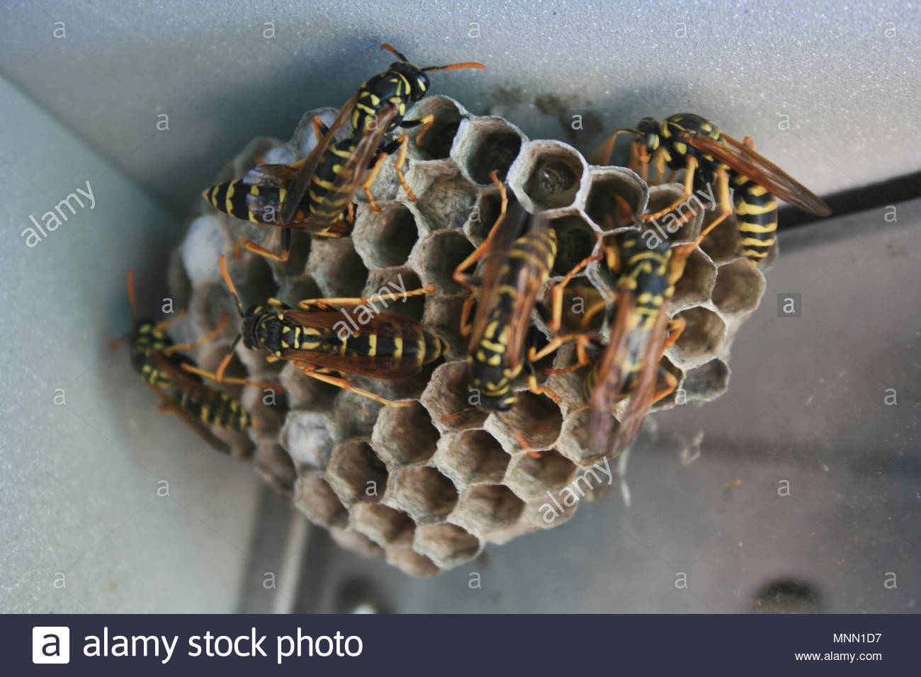 Umbrella Wasps High Resolution Stock Photography and Images - Alamy