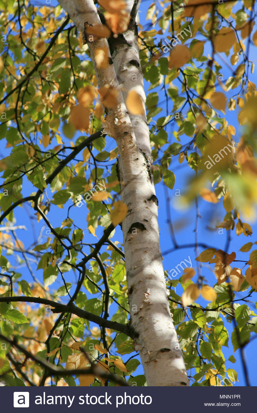 Yellow Birch Quebec High Resolution Stock Photography and Images - Alamy
