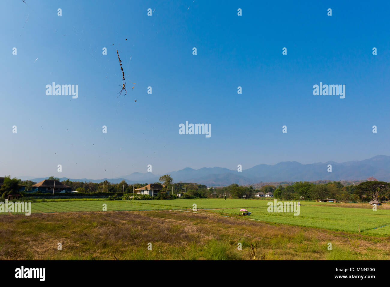 Giant spider on rice field background taken in touristic Pai village in ...