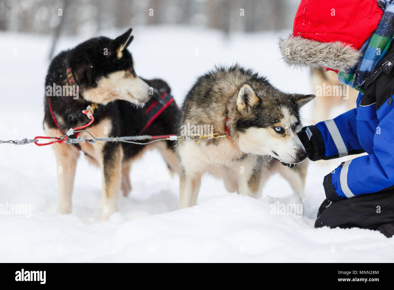 Child cuddle dog hi-res stock photography and images - Alamy