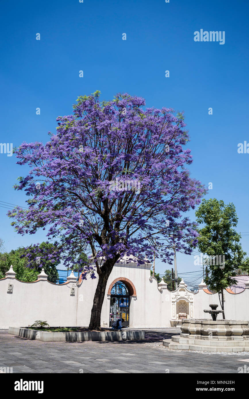 Jacaranda tree mexico hi-res stock photography and images - Alamy