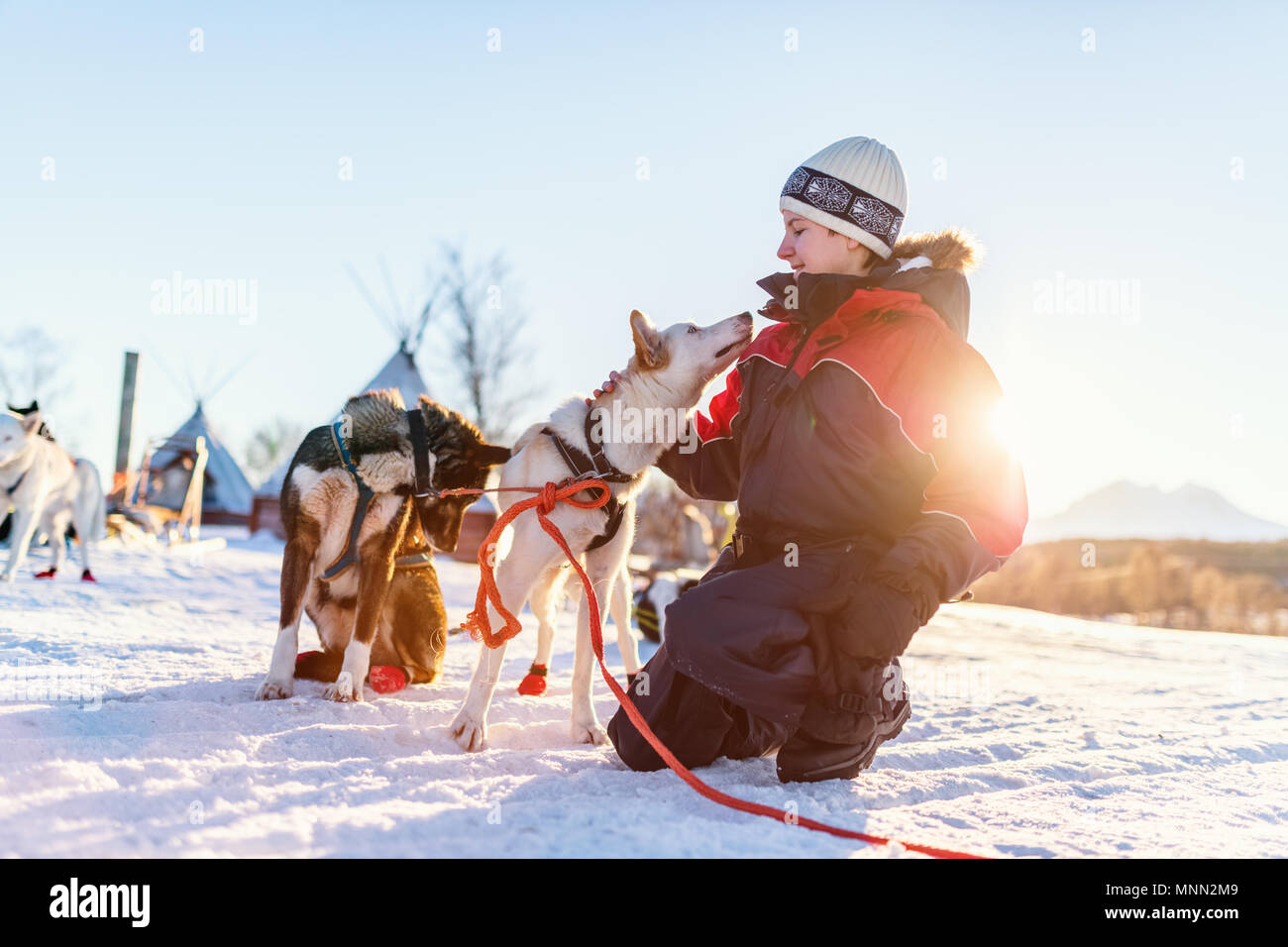 Teenage boy having a cuddle with husky sled dog in Northern Norway ...