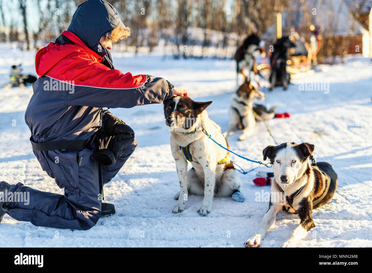 Teenage boy having a cuddle with husky sled dog in Northern Norway ...