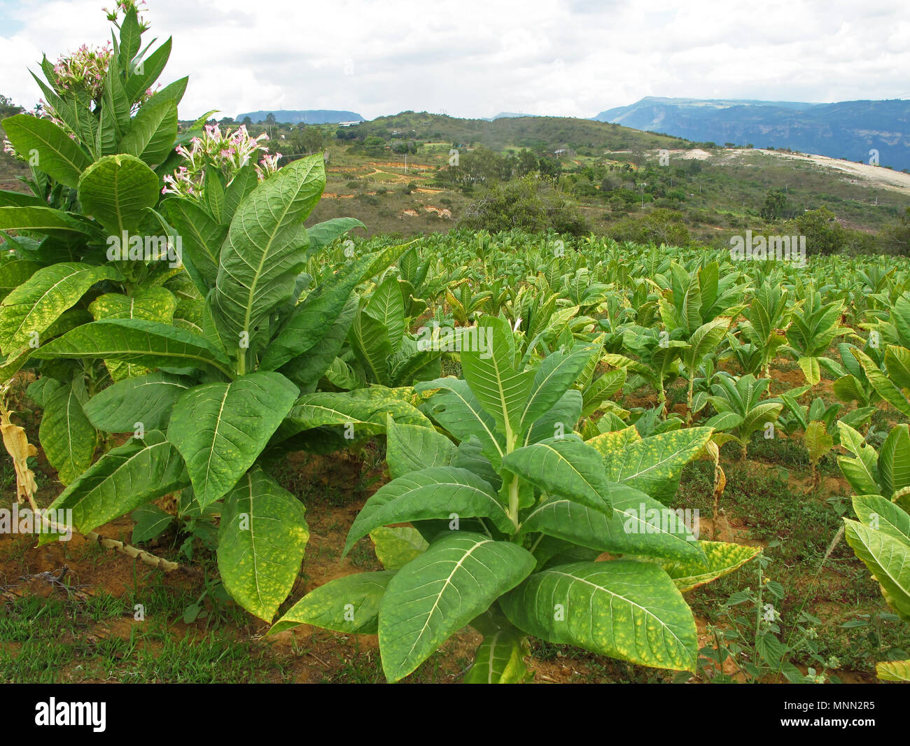 Tobacco farm south hi-res stock photography and images - Alamy