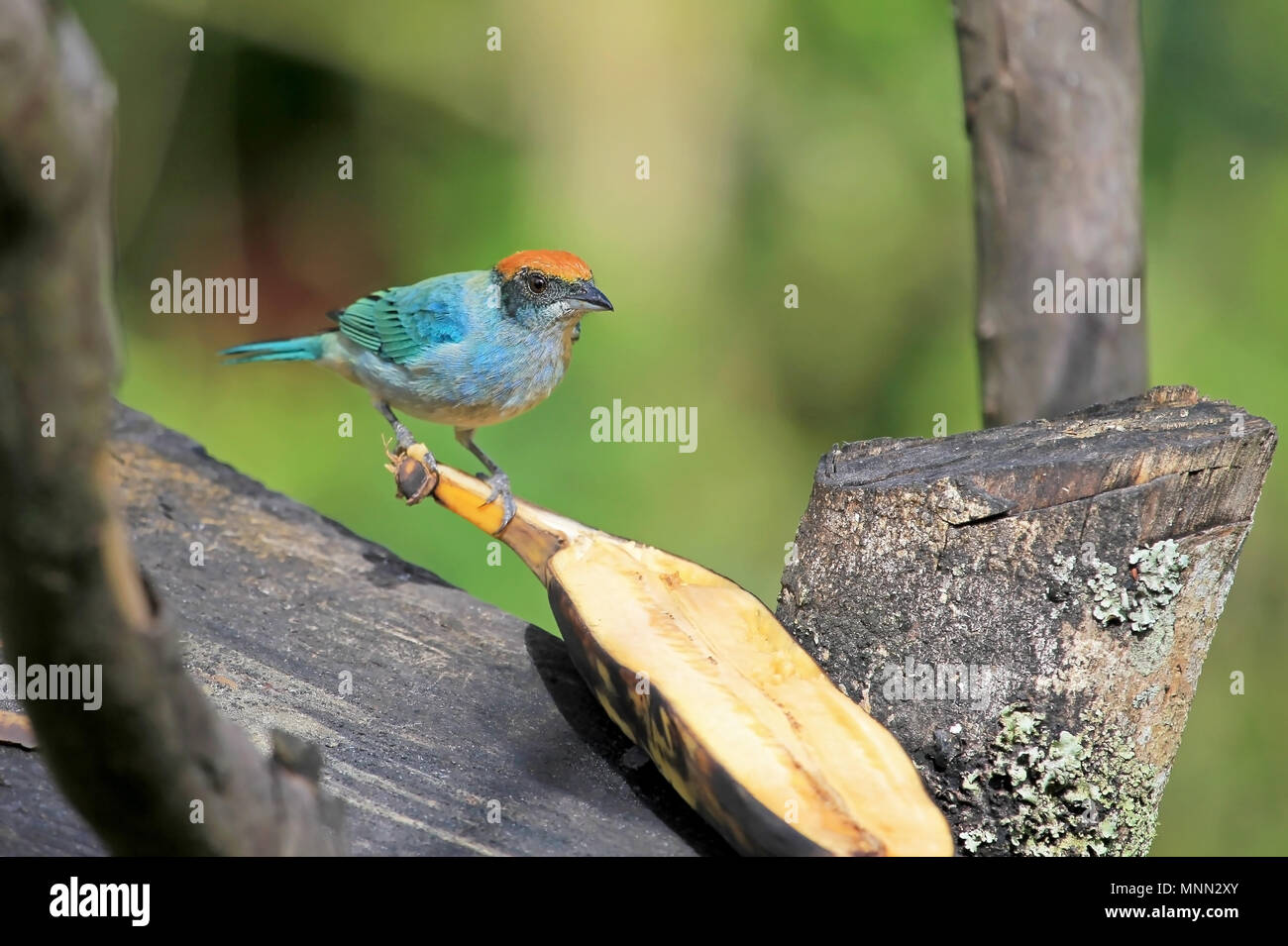 Scrub Tanager, Tangara Vitriolina, El Jardin, Colombia Stock Photo - Alamy