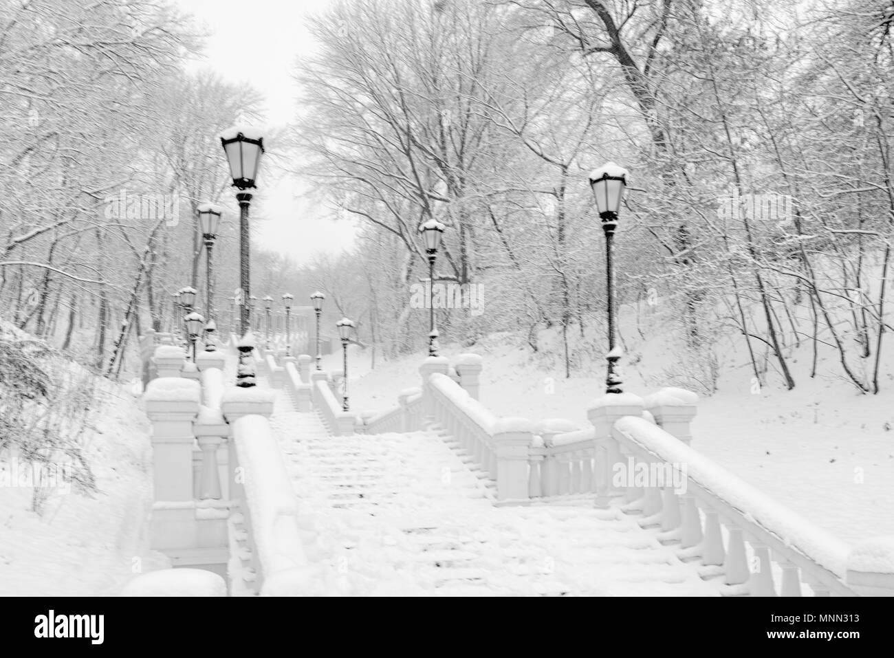 Outdoor tree trees park stairs Black and White Stock Photos & Images ...
