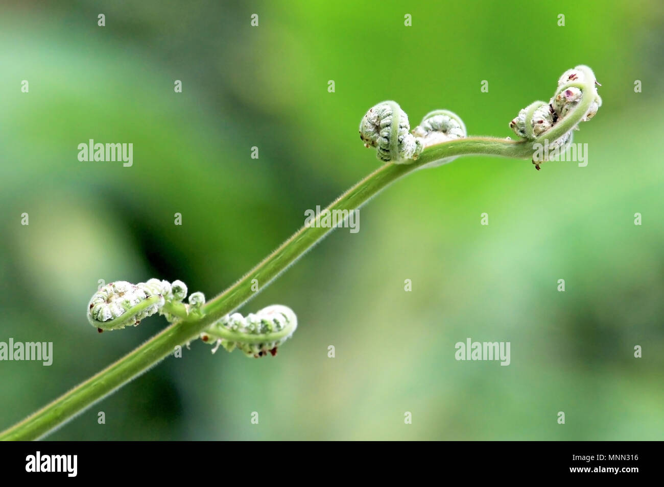 Flora chile plants hi-res stock photography and images - Alamy
