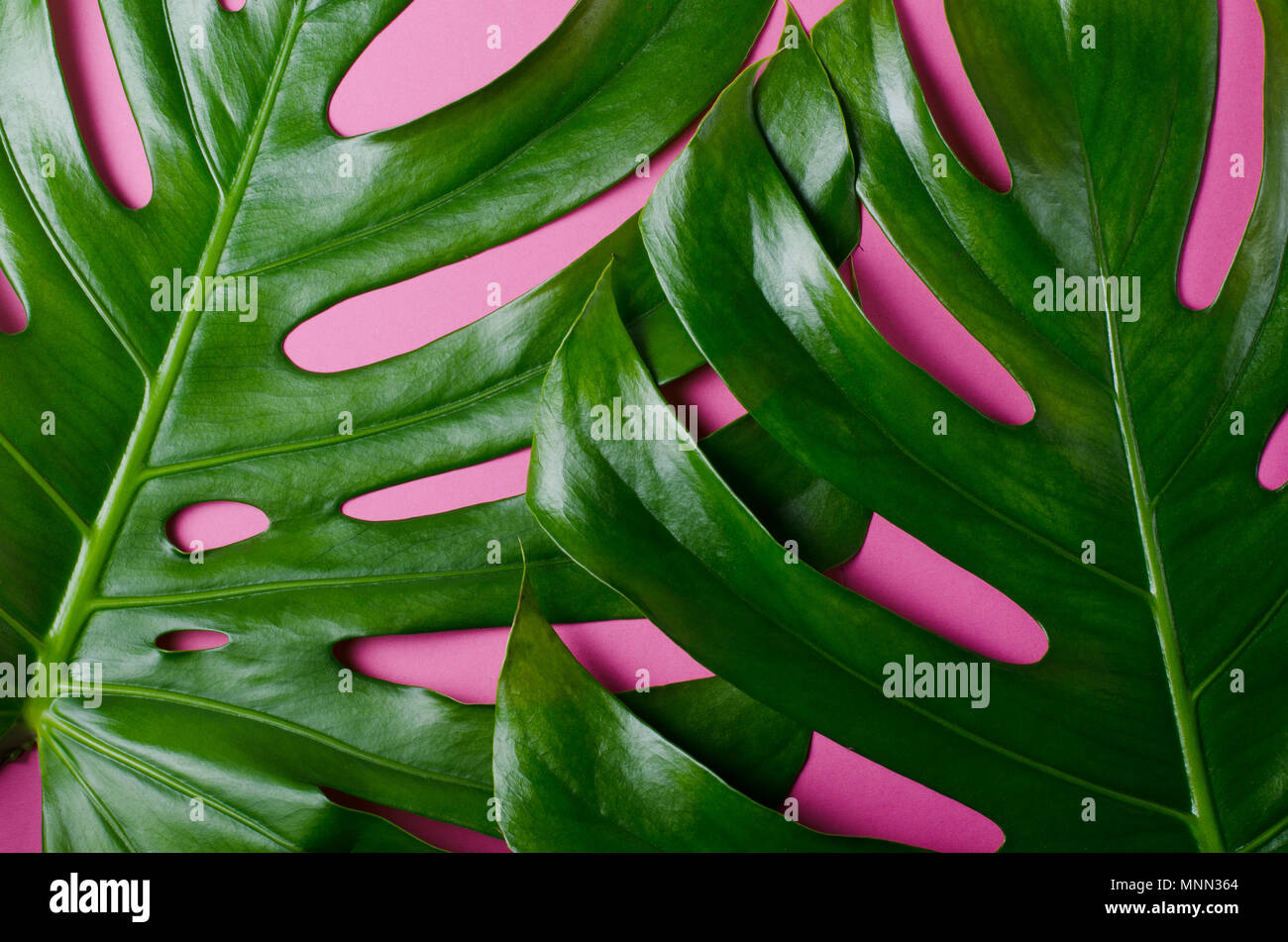 Big real monstera leaves on a pink background. Tropical theme ...
