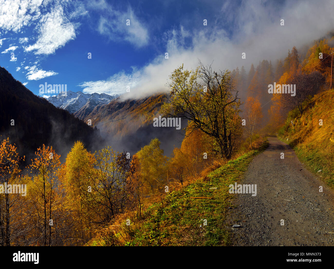 Autumn Alpine landscape with fog and yellow trees Stock Photo - Alamy