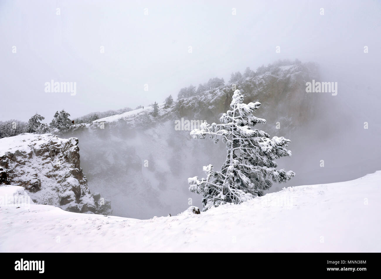 Snow-covered tree on the edge of a cliff Stock Photo - Alamy