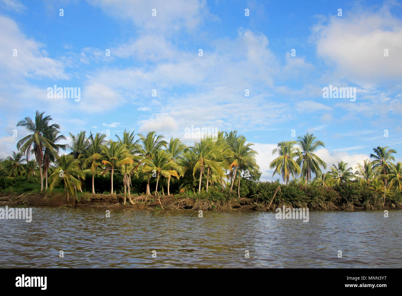 Coconut palm trees, Cayapas River, Esmeraldas province, Ecuador Stock ...