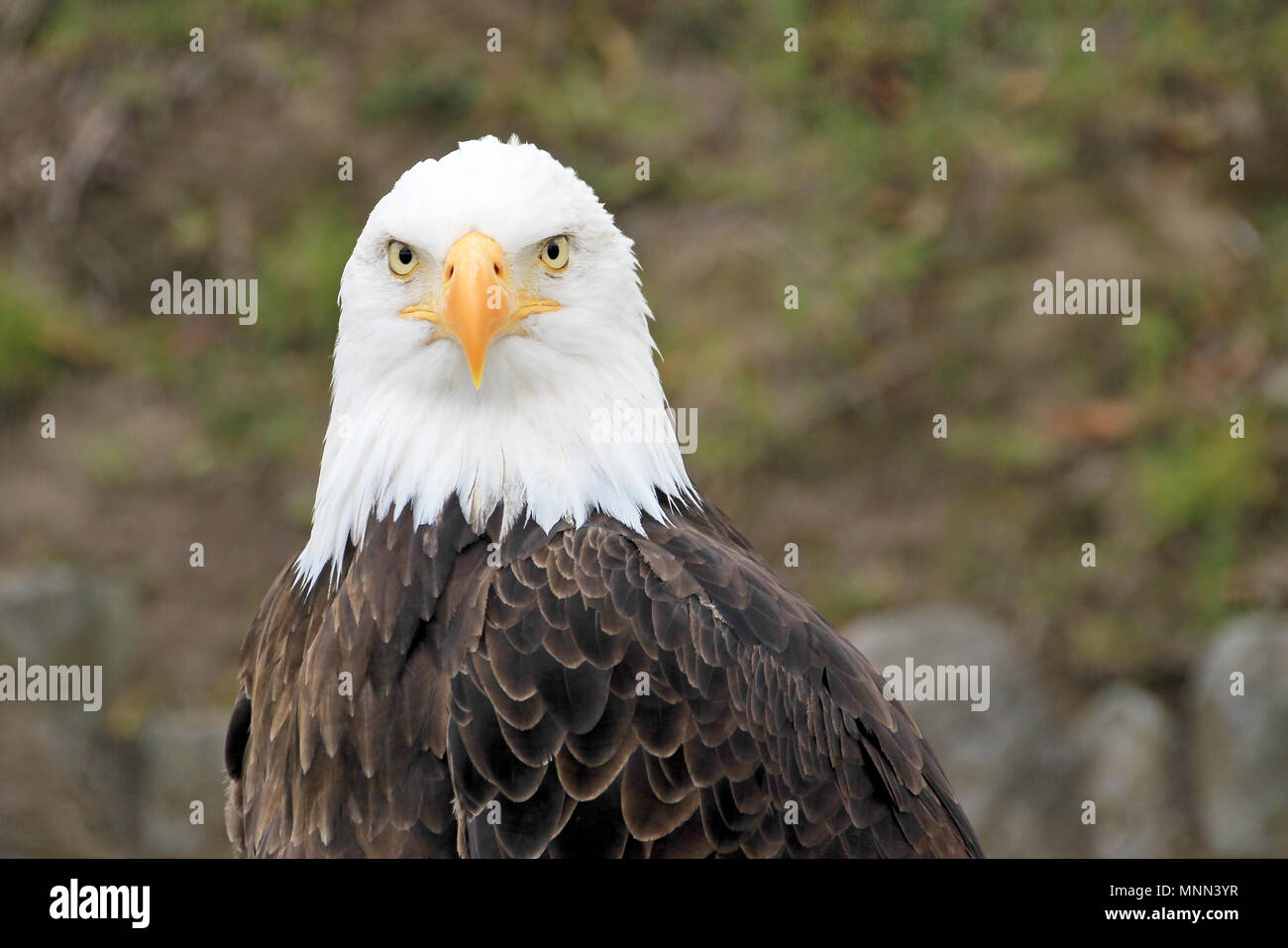 Presidential bird hi-res stock photography and images - Alamy