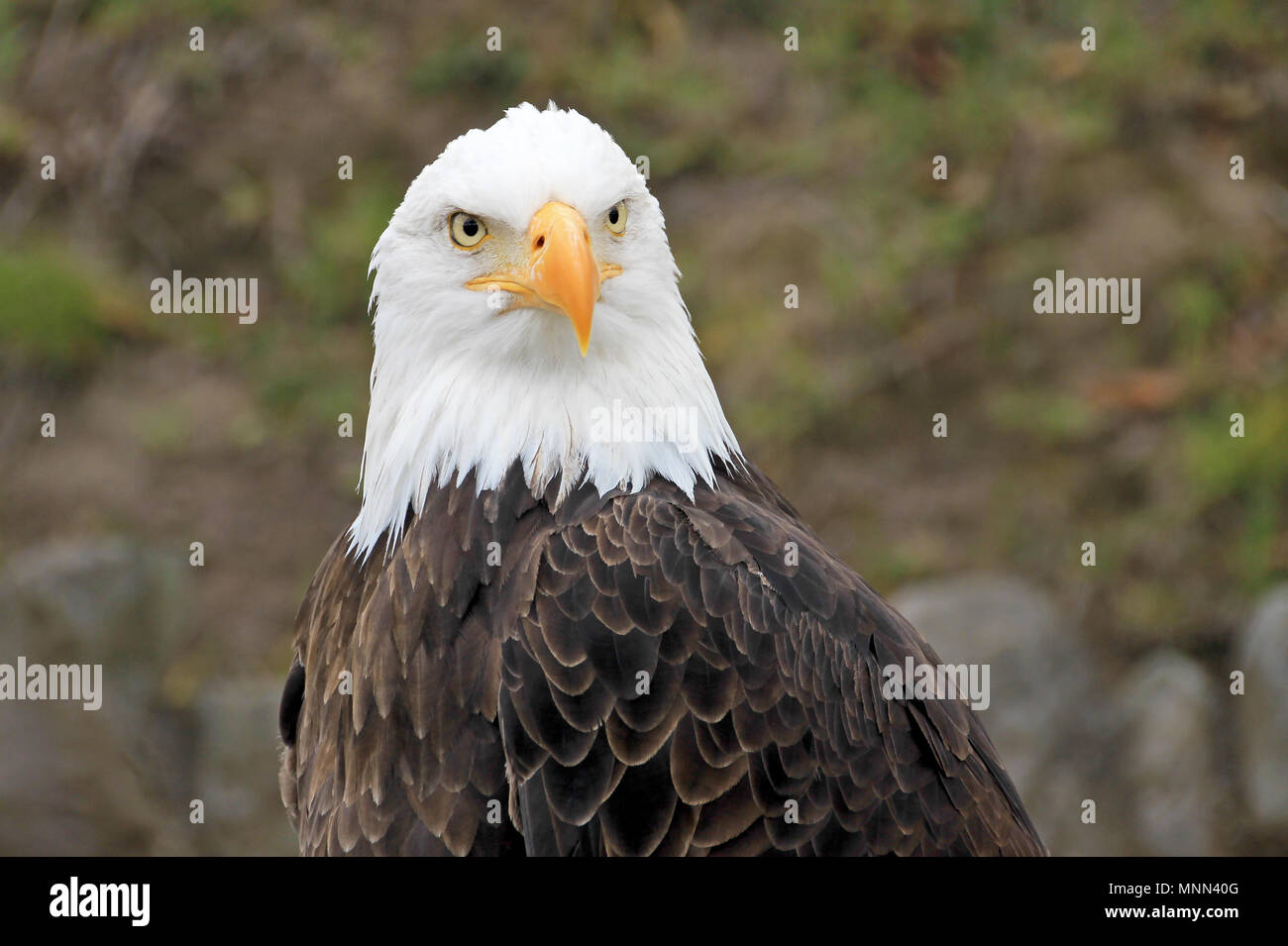 Bald eagle bird fly flight raptor hunter symbol endangered hi-res stock ...