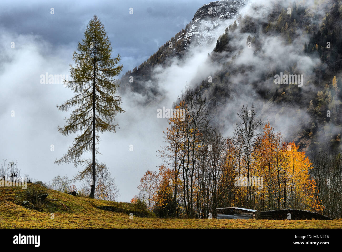 Autumn Alpine landscape with fog and yellow trees Stock Photo - Alamy