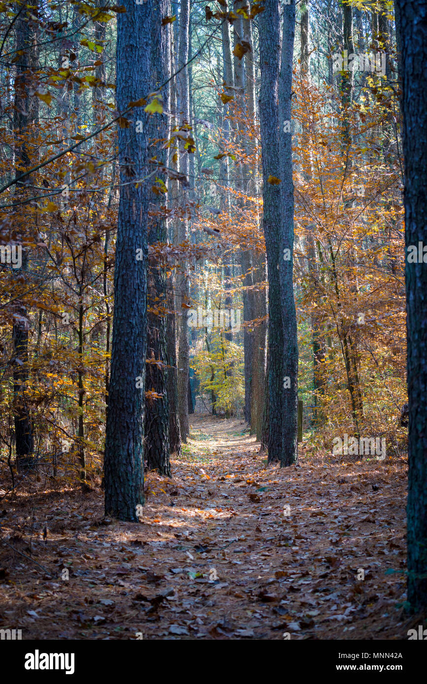 Fall scenery in Tuckahoe State Park, Ridgely, Maryland Stock Photo - Alamy