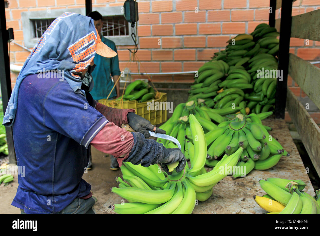 Cutting bananas on columbian farmhouse, near El Jardin, Anioquia ...