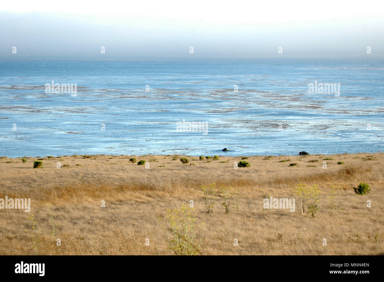 Dried land at the Pacific coast of California Stock Photo - Alamy