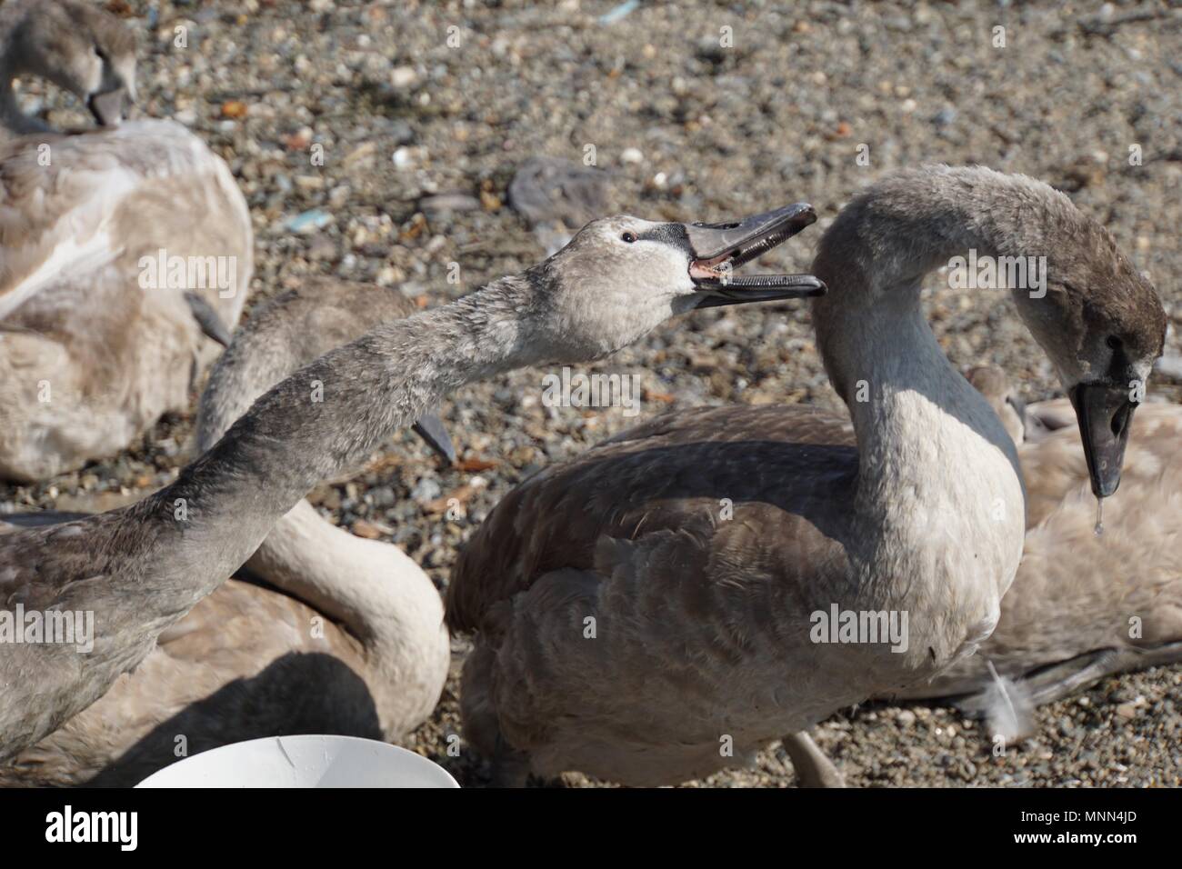 Cygnet (baby swan) biting sibling on the neck at a beach in Saltash ...