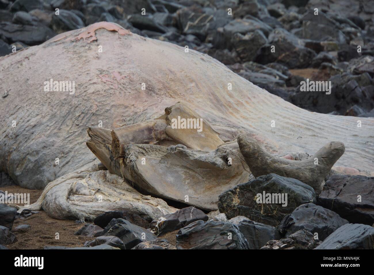 Decomposed whale hi-res stock photography and images - Alamy