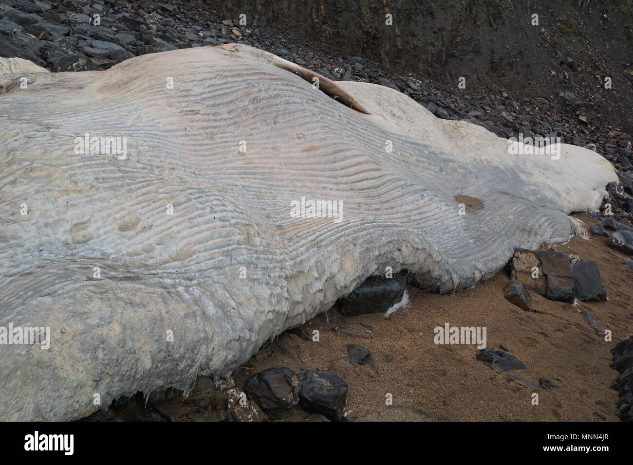 Whale corpse hi-res stock photography and images - Alamy