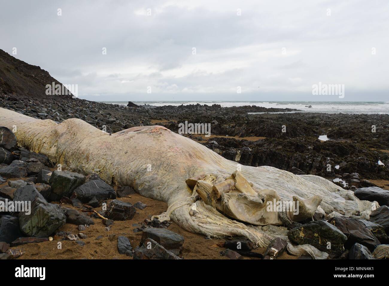 Whale corpse hi-res stock photography and images - Alamy