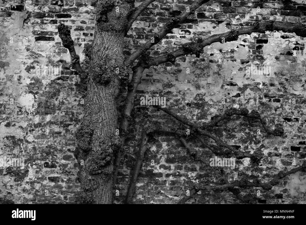 Pollarded tree hi-res stock photography and images - Alamy