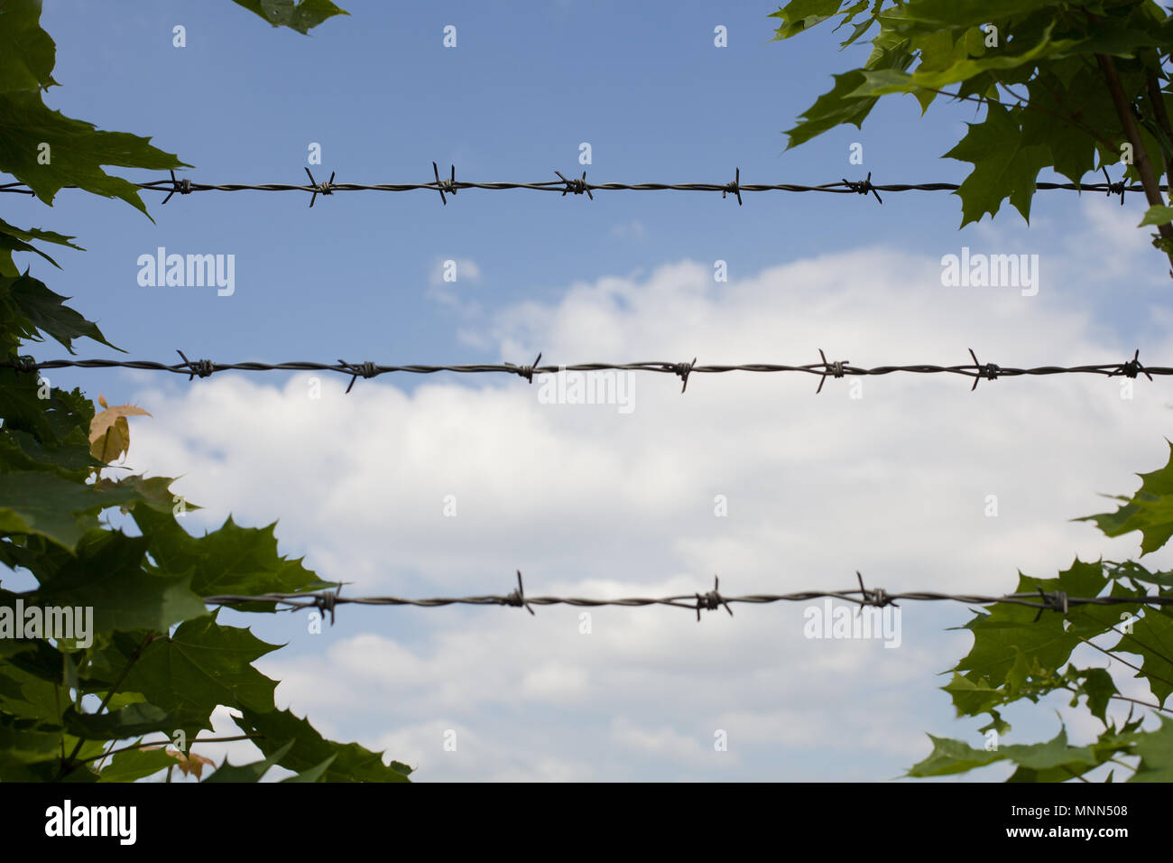 Barbed wire and green leaves.Maple leaves woven into barbed wire Stock ...