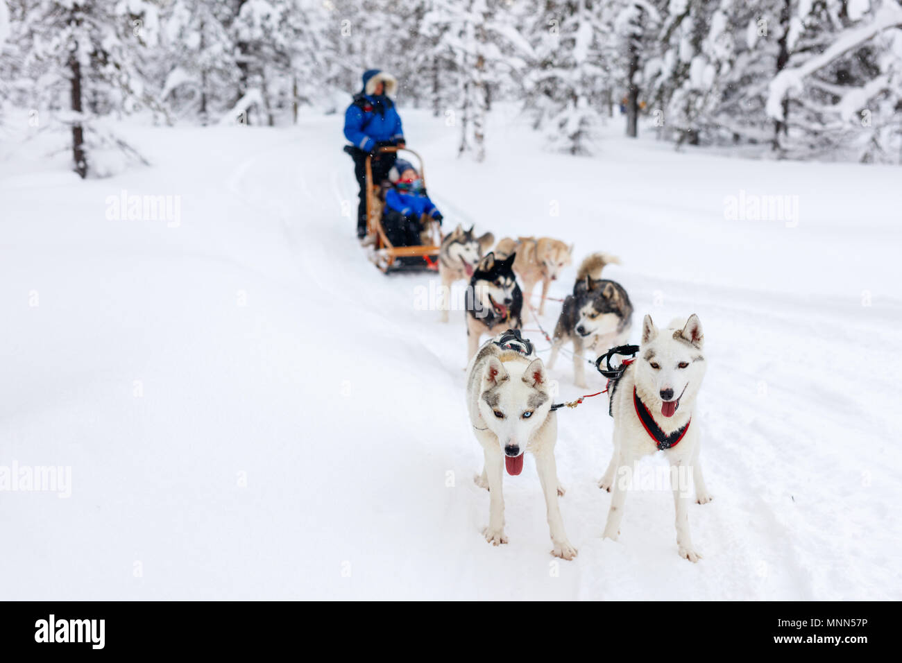 Lapland husky family hi-res stock photography and images - Alamy