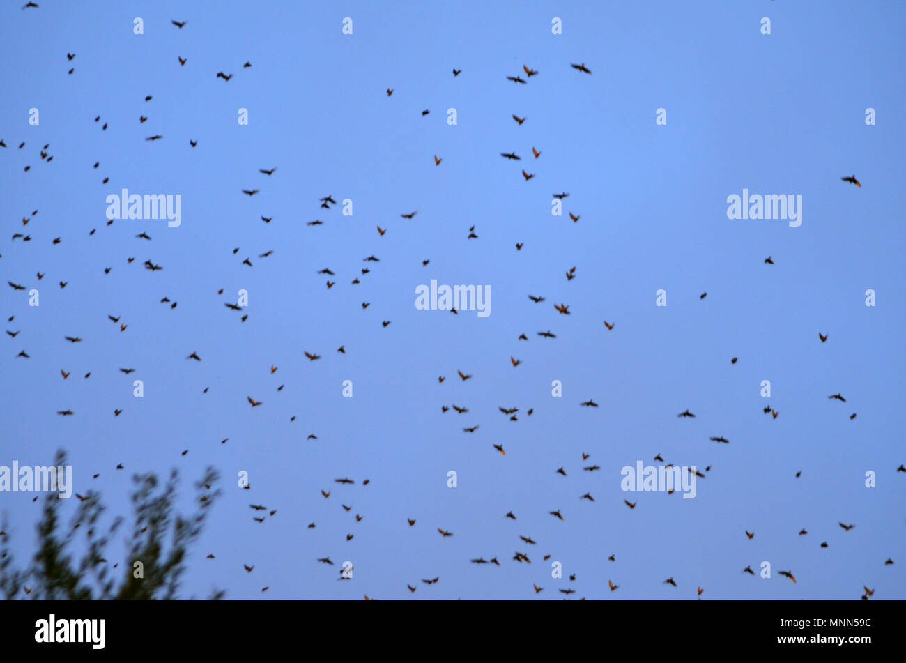 Evening sky and starlings in Rome Stock Photo - Alamy