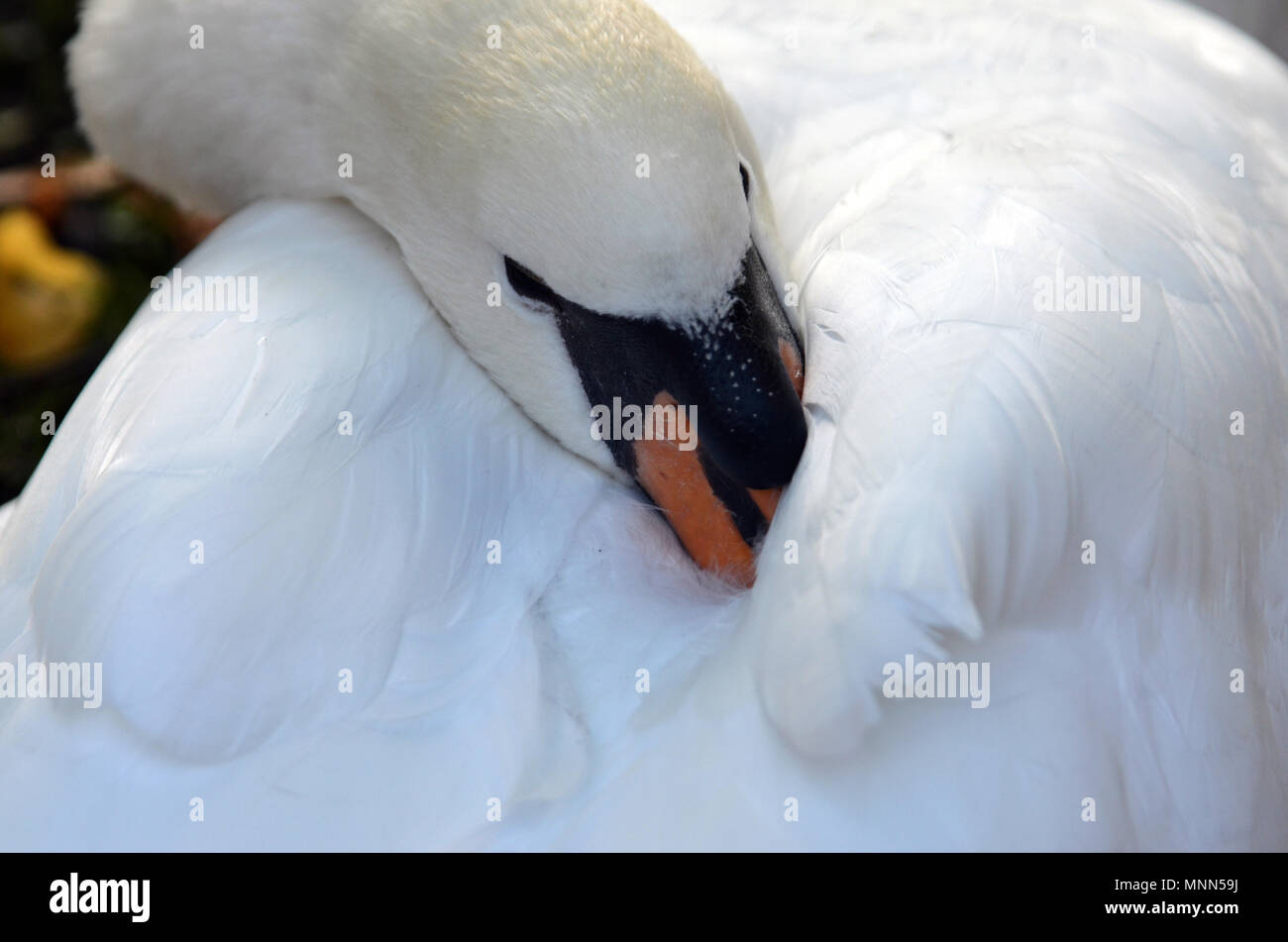 White swan cygnet resting hi-res stock photography and images - Alamy