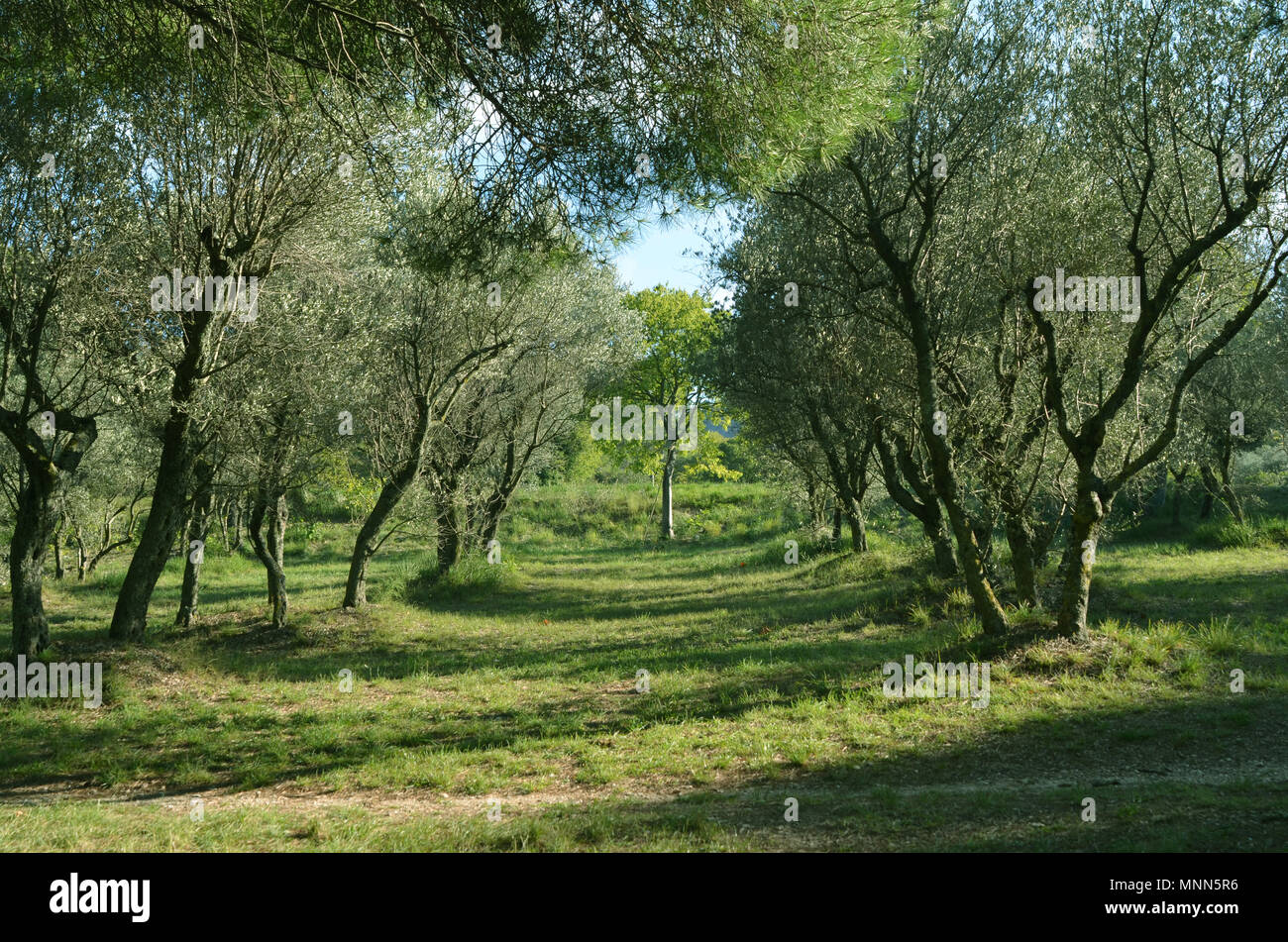 Pathway between green trees hi-res stock photography and images - Alamy