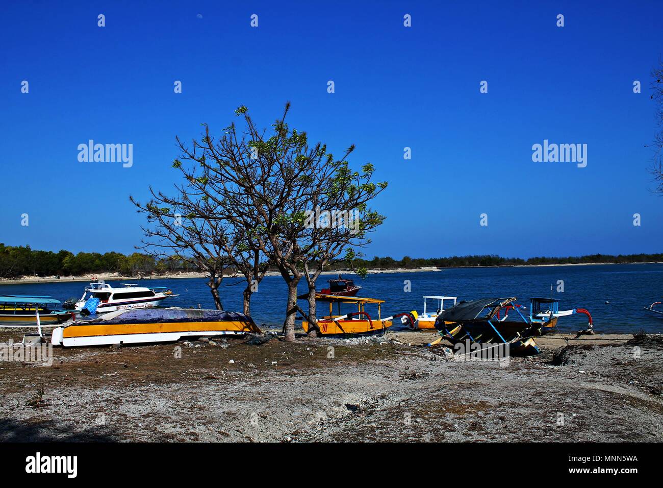 tree in teh beach Stock Photo - Alamy