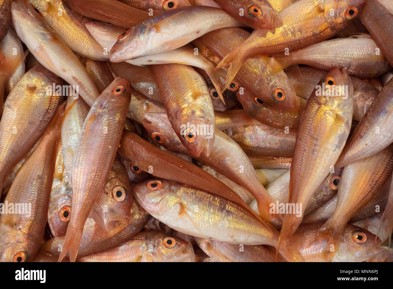 Bright orange small marine fish for sale lie in a pile on the market ...