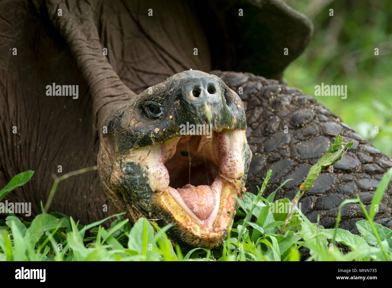Giant tortoise with its mouth open, Santa Cruz Island, Galapagos ...