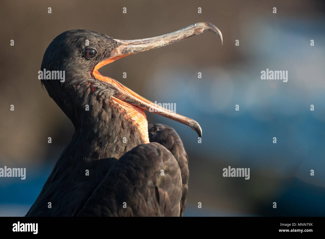Great frigatebird, Puerto Ayora, Santa Cruz Island, Galapagos Islands ...