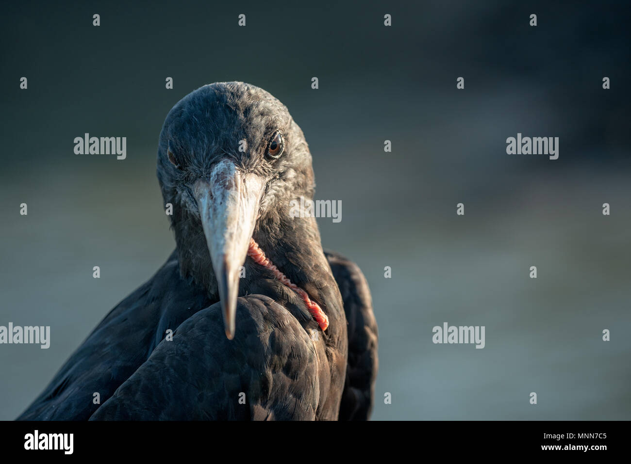 Great frigatebird, Puerto Ayora, Santa Cruz Island, Galapagos Islands ...