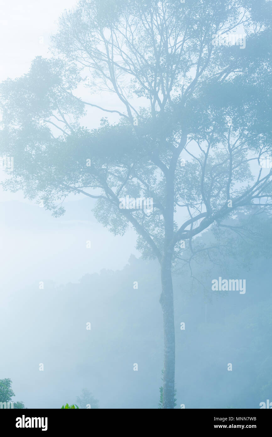 slow floating fog blowing cover on the top of mountain look like as a ...