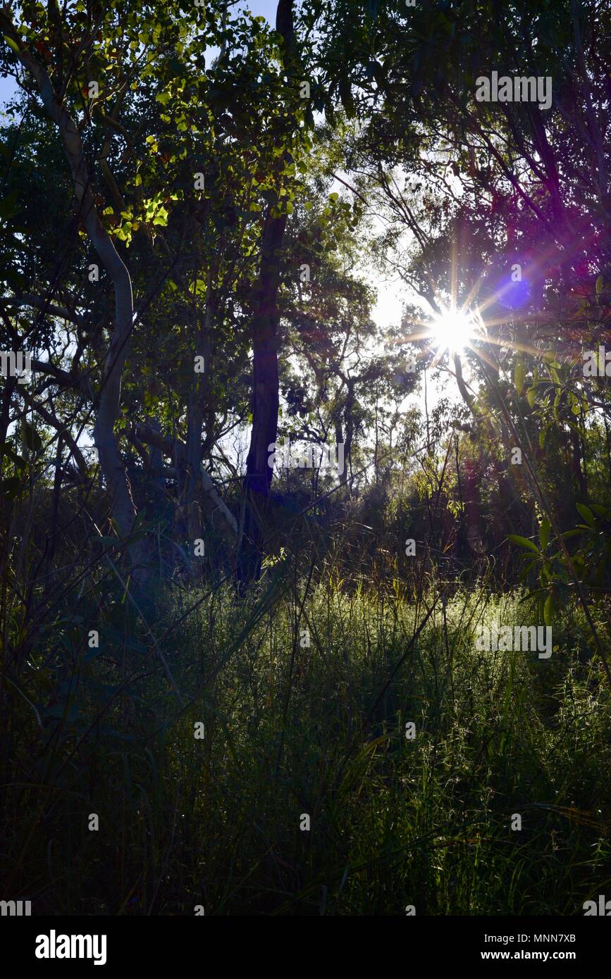 Sunlight breaking through a forest at first morning light hi-res stock ...