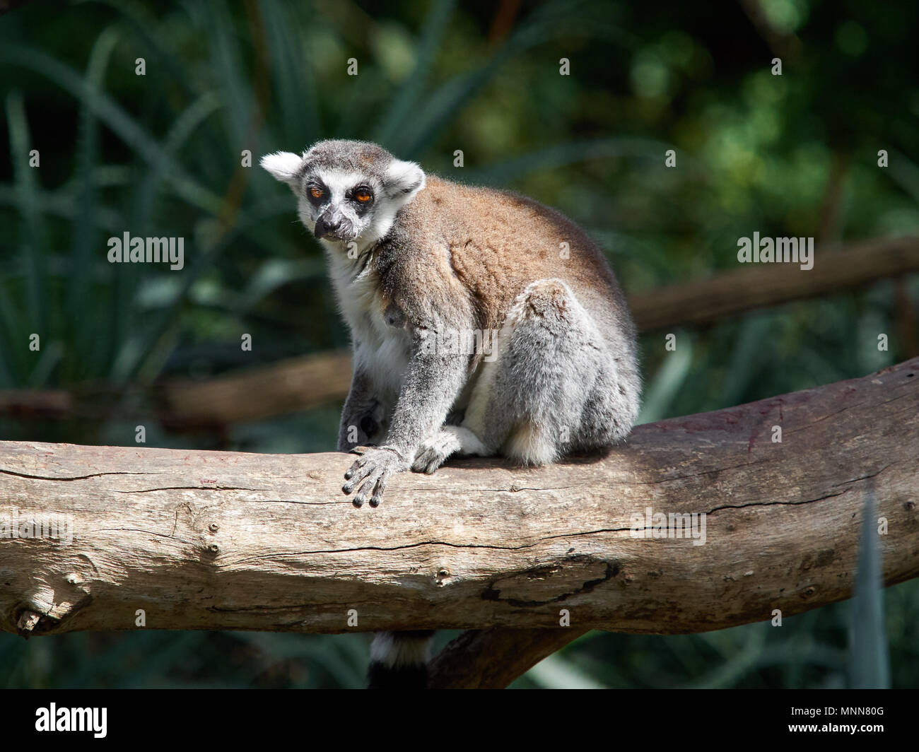 A cat or ring tailed lemur with red eyes sits on a huge log, Madagascar ...