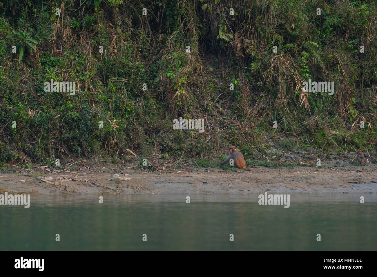 Rapti River, Chitwan National Park, Nepal, Asia, Unesco World Heritage ...