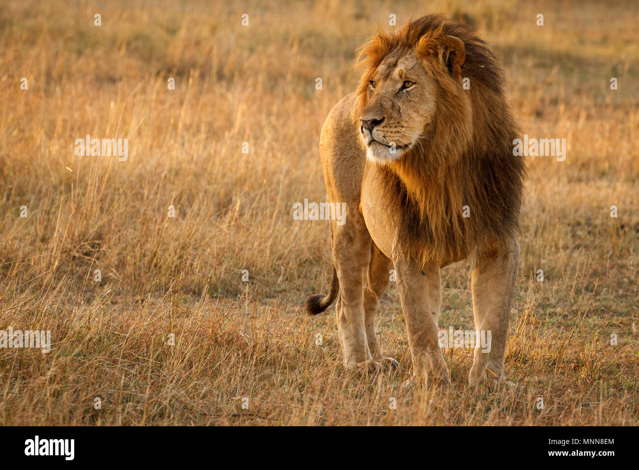 African Lion Standing