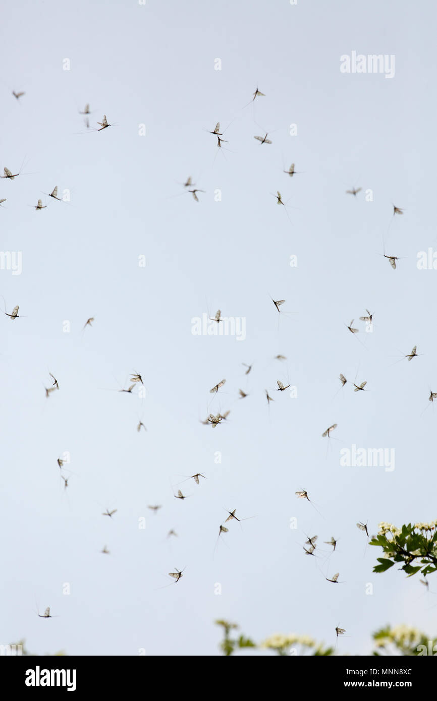 Mayflies dance hi-res stock photography and images - Alamy