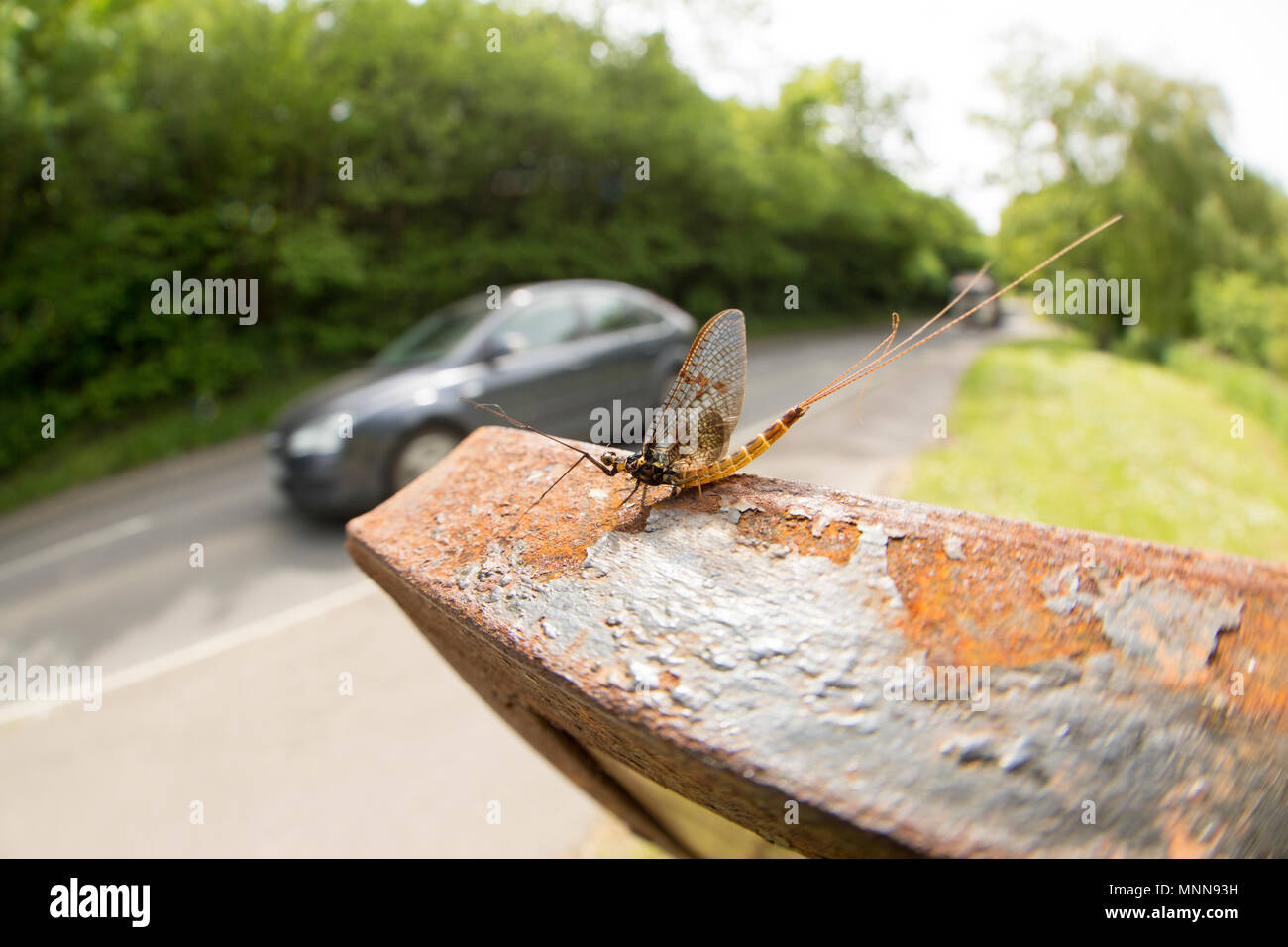 Mayflies aquatic insects hi-res stock photography and images - Alamy