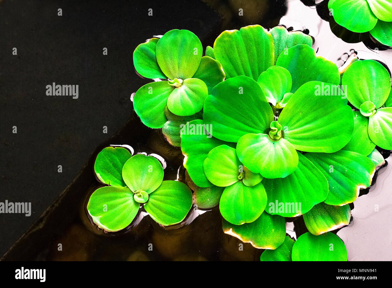 Water lettuce to creative texture and pattern for design and decoration ...