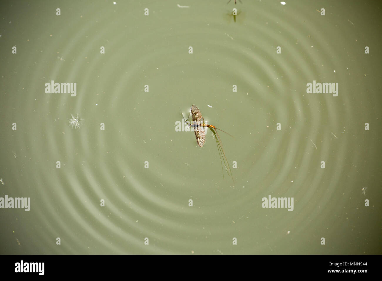 Mayfly fishing hi-res stock photography and images - Alamy